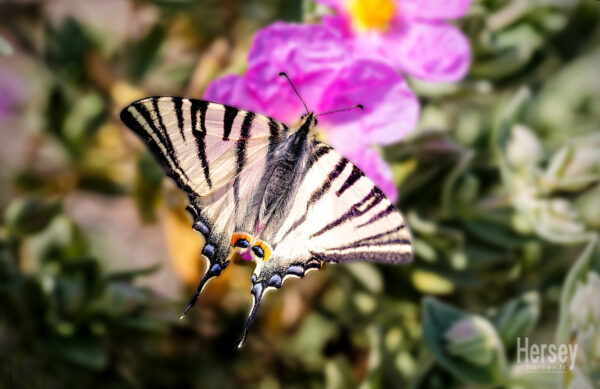 Papillon Flambé - Hersey Photographe Uzès Gard